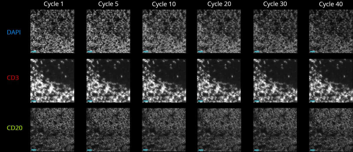 A high-plex road to biomarker development in a fully automated workflow - Lunaphore Technologies