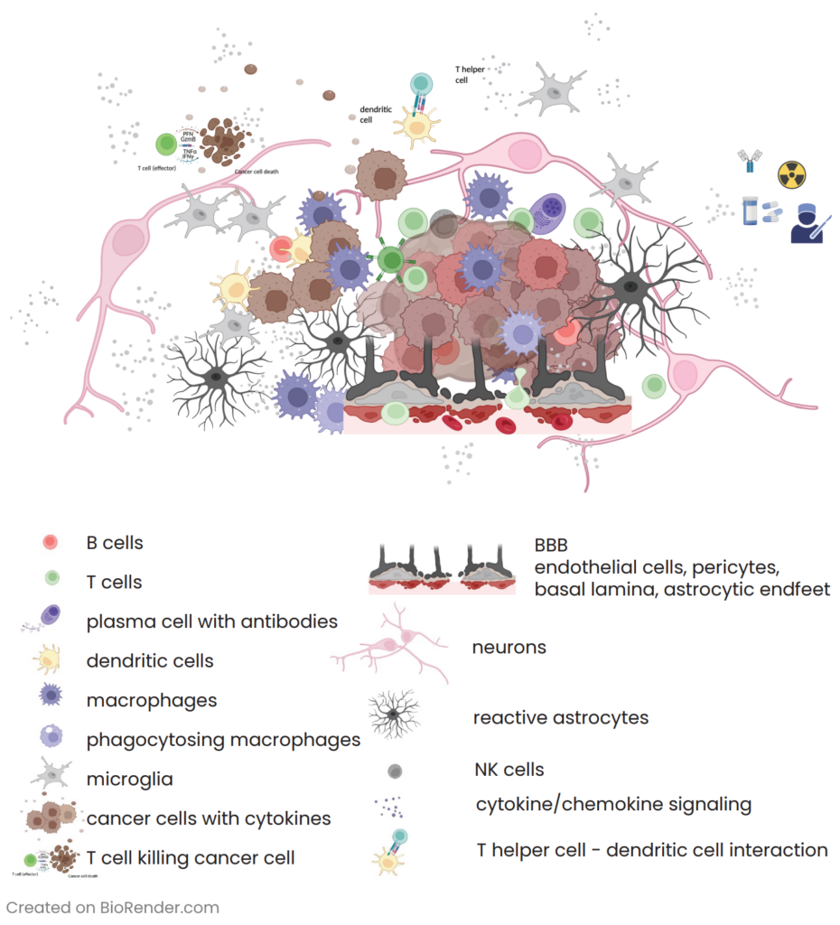 Immunosuppressive brain tumor microenvironment: a barrier to overcome - Lunaphore Technologies