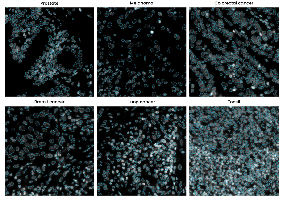 DAPI’s crucial role in multiplex immunofluorescence - Lunaphore Technologies
