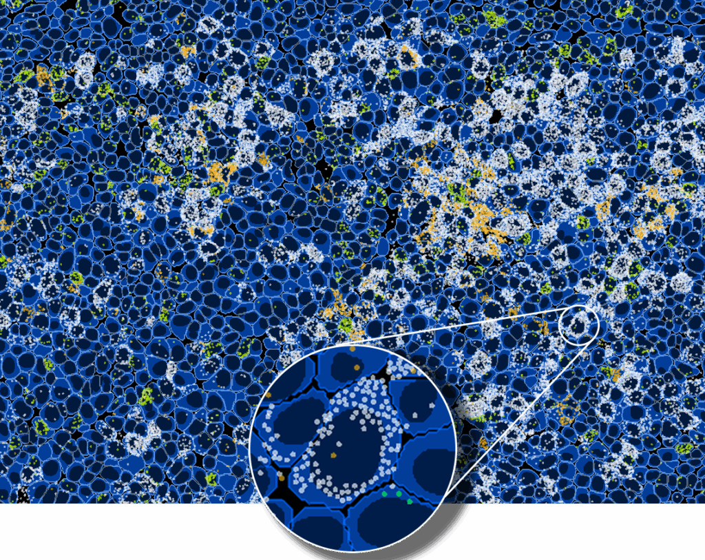 Marker-informed cell segmentation with HORIZON™ - Lunaphore Technologies